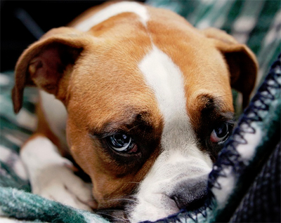 Dogs Days of Summer | Phil Hulett and Friends Podcast